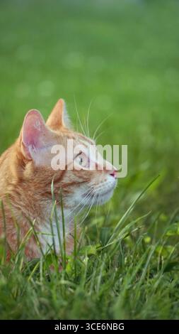 Orange tabby cat profile close-up with pink flea collar looking ...