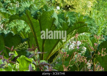 Large green leaves of various vegetables are growing in a garden. The ...