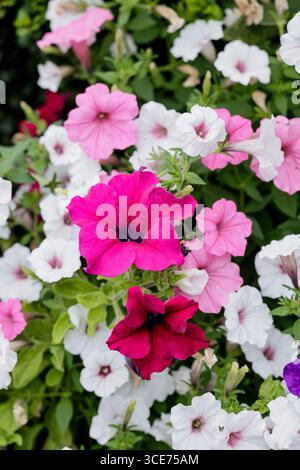 Petunia, namely surfinia. Petunias mixed colors in the garden. Colorful ...
