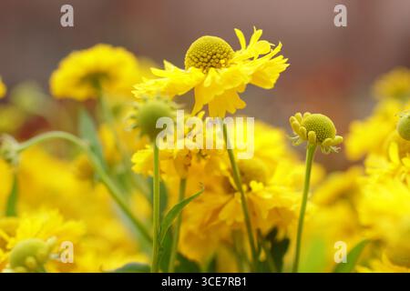 Bright yellow helenium sneezeweed in flower Stock Photo - Alamy