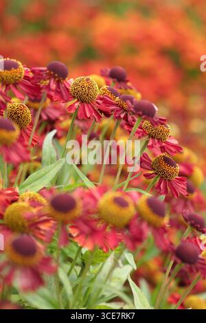 Helenium Ruby Thuesday Stock Photo - Alamy