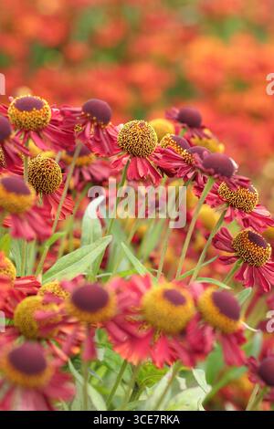 Helenium Ruby Thuesday Stock Photo - Alamy
