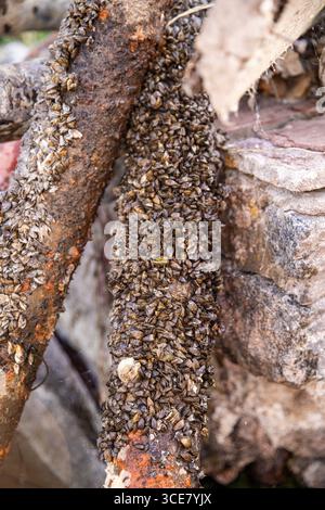 Close up of zebra mussels covering a surface Invasive aquatic species ...