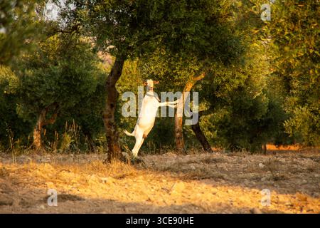 Cabras domésticas pastando en una finca Stock Photo - Alamy