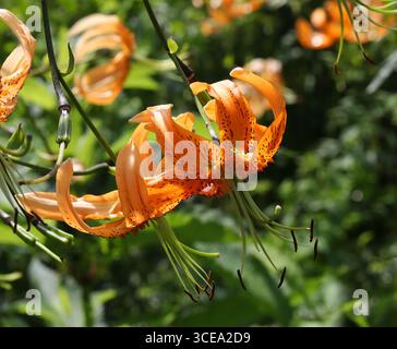 Turk's-cap lily (Lilium superbum Stock Photo - Alamy