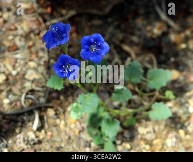 desert bluebells (Phacelia campanularia Stock Photo - Alamy