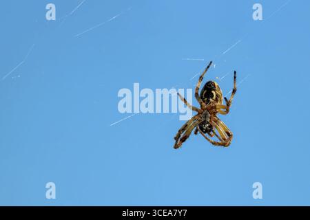Orb spider hanging in its web Stock Photo - Alamy