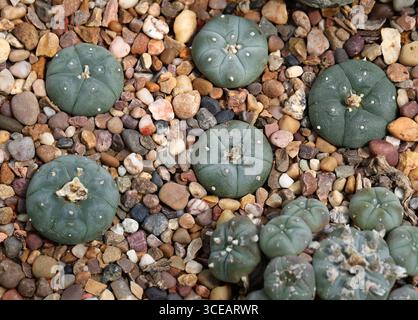 Peyote (Lophophora williamsii), Cactaceae Stock Photo - Alamy