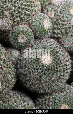 Cactus, Mammillaria varieaculeata, Cactaceae. Mexico. Mammillaria ...