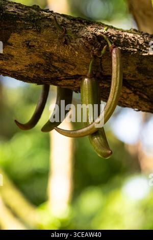 Fruits of Gumbo-Limbo (Bursera simaruba) Tree Stock Photo - Alamy