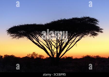 umbrella thorn (Vachellia tortilis Stock Photo - Alamy