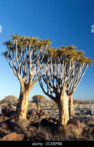 Quiver tree or kokerboom (Aloidendron dichotomum formerly Aloe ...
