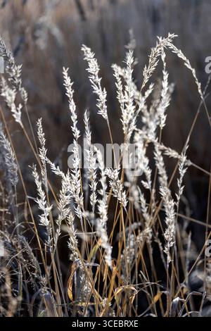 Grass in back light, Namibia, Africa Stock Photo - Alamy