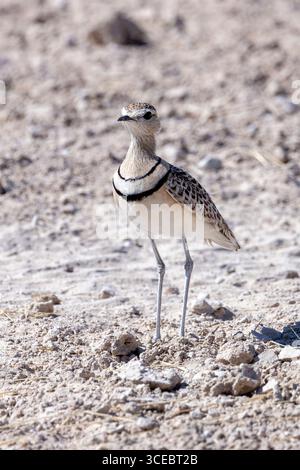 Double-banded courser (Smutsornis africanus Stock Photo - Alamy