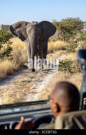 African Elephant (Loxodonta africana) approaching a waterhole in Etosha ...