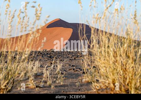 Ancient dunes framed by grasses in Namib-Naukluft National Park ...
