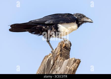 Pied crow (Corvus albus) - Shipwreck Lodge, Skeleton Coast National ...