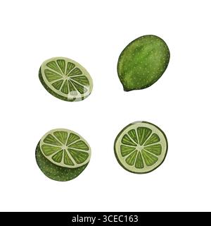 Watercolor composition with limes, slices, leaves, and flowers forming ...
