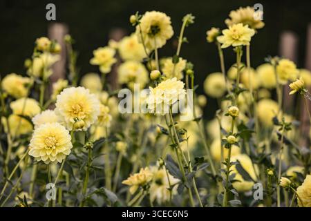 Dahlias in the flower borders of Eythrope Gardens, Buckinghamshire ...