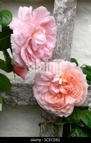 David Austin pink Strawberry Hill English shrub rose (Ausrimini) in ...