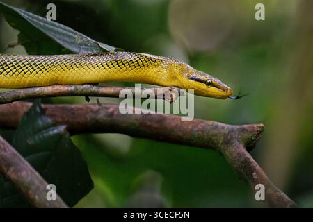 Snake, Borneo, Malaysia Stock Photo - Alamy