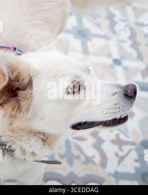 A playful white labrador-retriever near a canal Stock Photo - Alamy