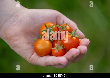 Hand holding a plate of freshly picked strawberries with a strawberry ...