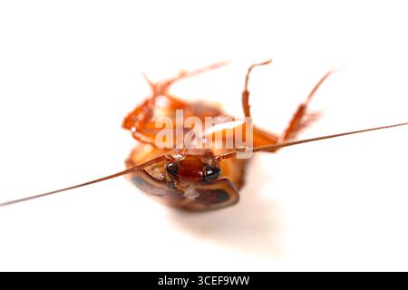 angle view dying cockroach with its belly burst open and rotating on a ...