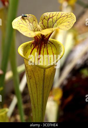 Sarracenia flava, yellow pitcherplant Stock Photo - Alamy