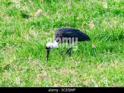 African Woolly-necked Stork (Ciconia microscelis Stock Photo - Alamy