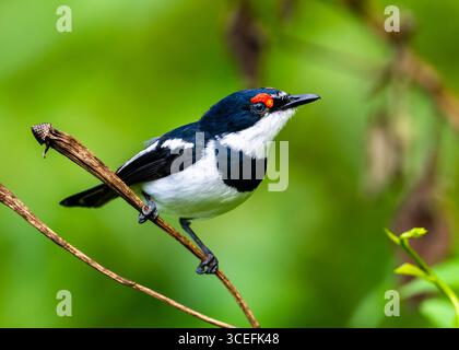 Brown-throated Wattle-eye (Platysteira cyanea Stock Photo - Alamy
