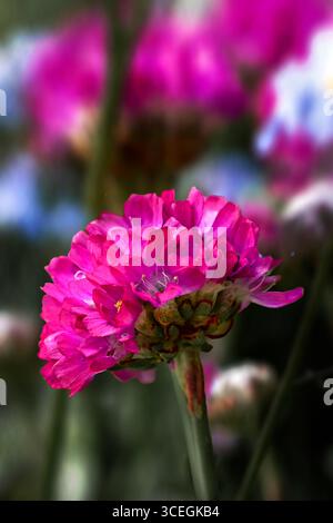 Bright pink Splendens Stock Photo - Alamy