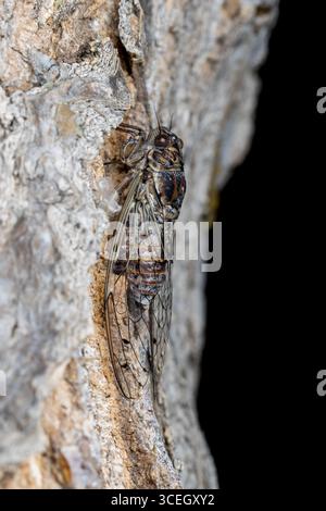 Rare and endemic insects in Greece Stock Photo - Alamy