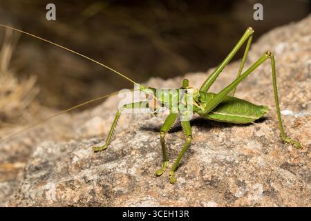 Rare and endemic insects in Greece Stock Photo - Alamy