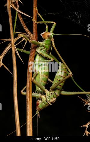 Rare and endemic insects in Greece Stock Photo - Alamy