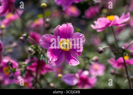 Anemone hupehensis. Commonly known as the Chinese anemone or Japanese ...