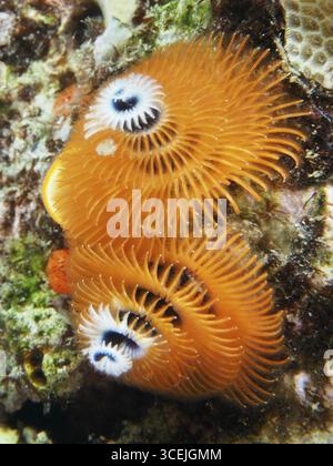Christmas Tree Worm (Spirobranchus corniculatus) from Flinders Reef ...