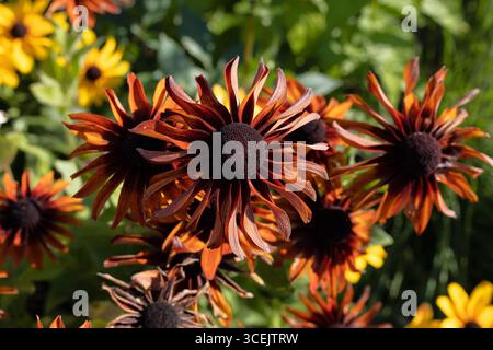 Rudbeckia hirta 'Indian Summer' black-eyed susan flowers Stock Photo ...