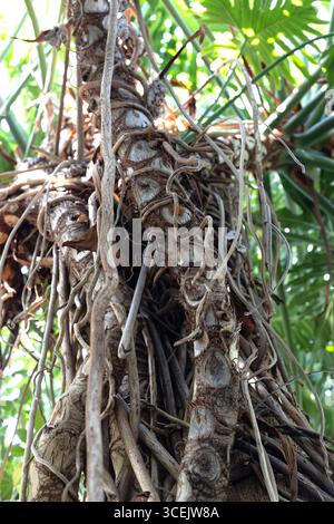 Cecropia peltata tree close up Stock Photo - Alamy