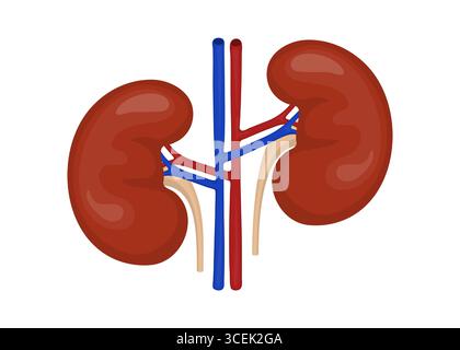 Urinary system anatomy. Close-up of human Kidneys with Urinary bladder ...