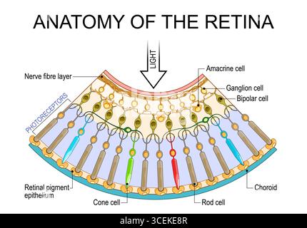 Anatomy of Photoreceptor. cell of a retina in the eye. Cone cells in ...