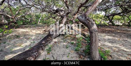 The world's largest cashew tree with many branches at Natal, Rio Grande ...