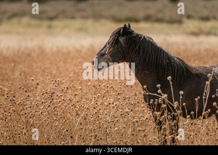 A wild mustang with a grey face standing alone in tall grass Stock ...