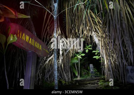 Polynesian wooden Tiki under the roots of the Hala tree at night, Camp ...