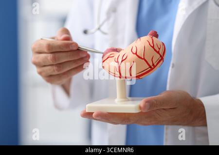 Gastroenterologist with human stomach model in clinic, closeup Stock ...