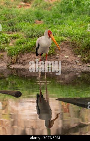 Ibis wetland bird standing in a swamp looking for food Stock Photo - Alamy