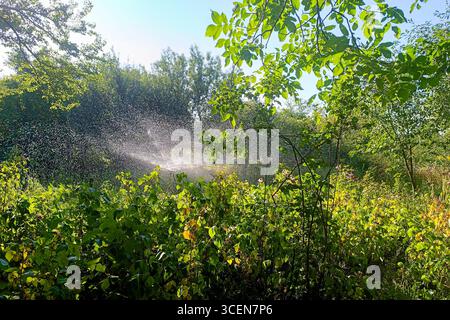 Sprinkler watering with drops of water shining in the community Garden ...
