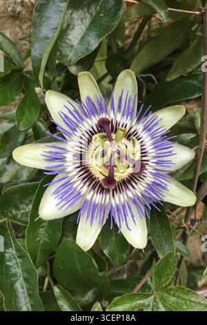 Close up detail of a white passionflower Stock Photo - Alamy
