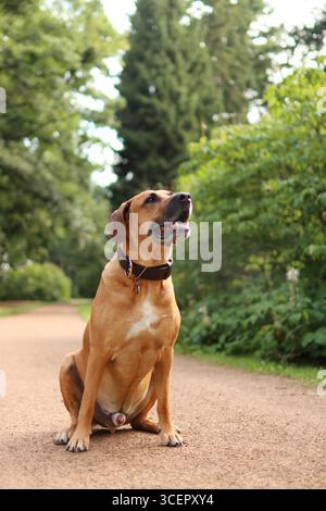 Handsome male Rhodesian Ridgeback dog, sitting up side ways. Looking ...