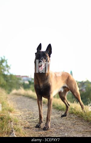 Belgian Shepherd, Malinois, for a walk in the park. High quality photo ...